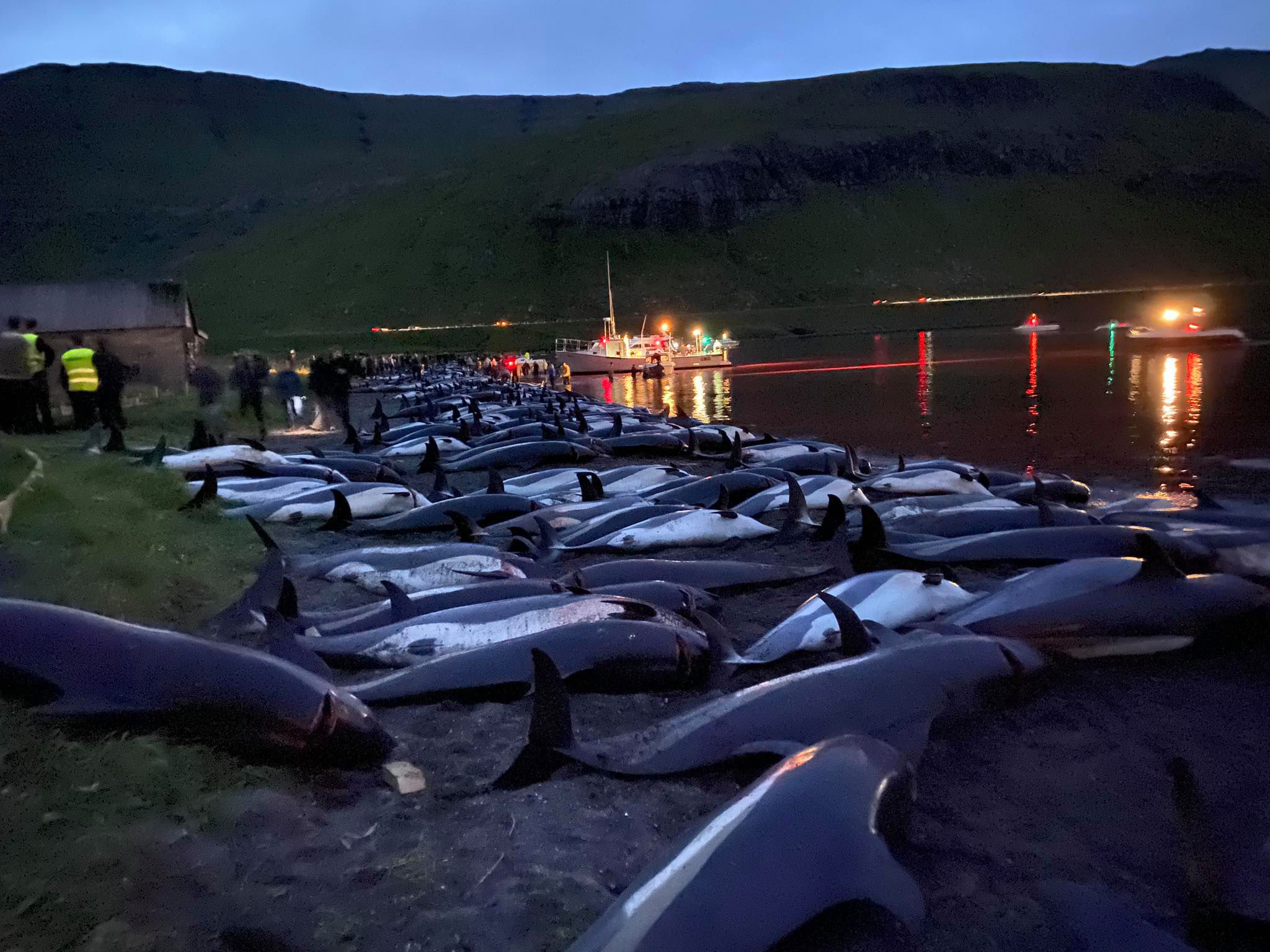 1400 dolphins slaughtered in Faroe Islands of Denmark in one day