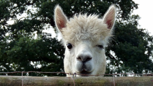 Research shows covid immunotherapy from llamas positive response