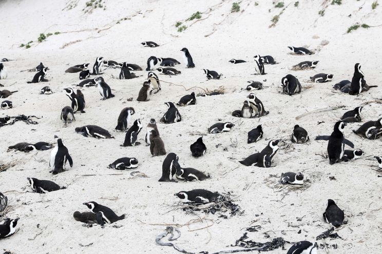 Honey bees killed over 60 endangered penguins in South Africa