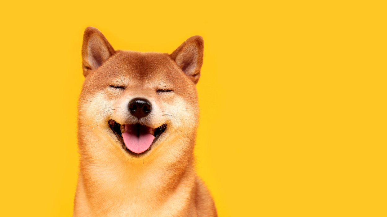 The Shiba Inu dog behind the doge meme turns 16 | BreezyScroll