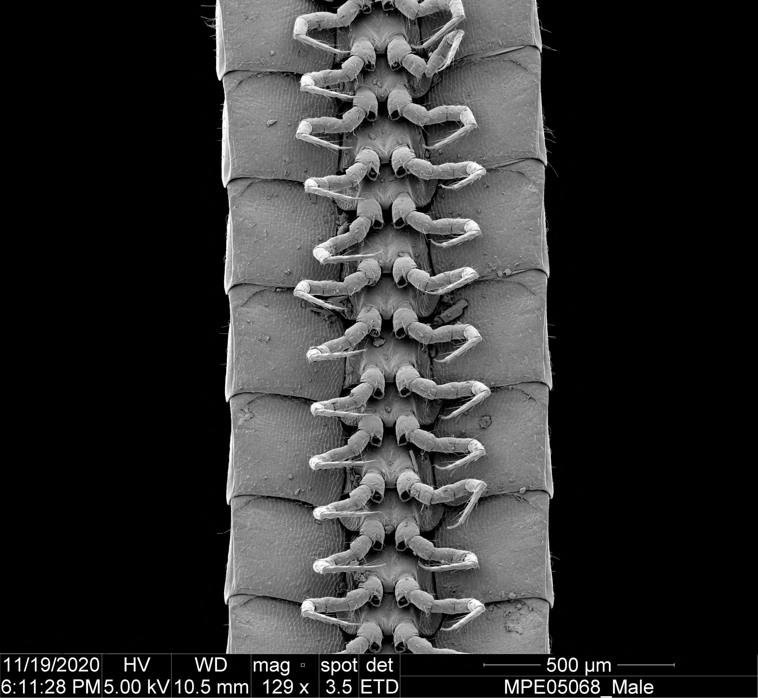 World's 1st 'true' millipede with 1,306 legs discovered in Australia