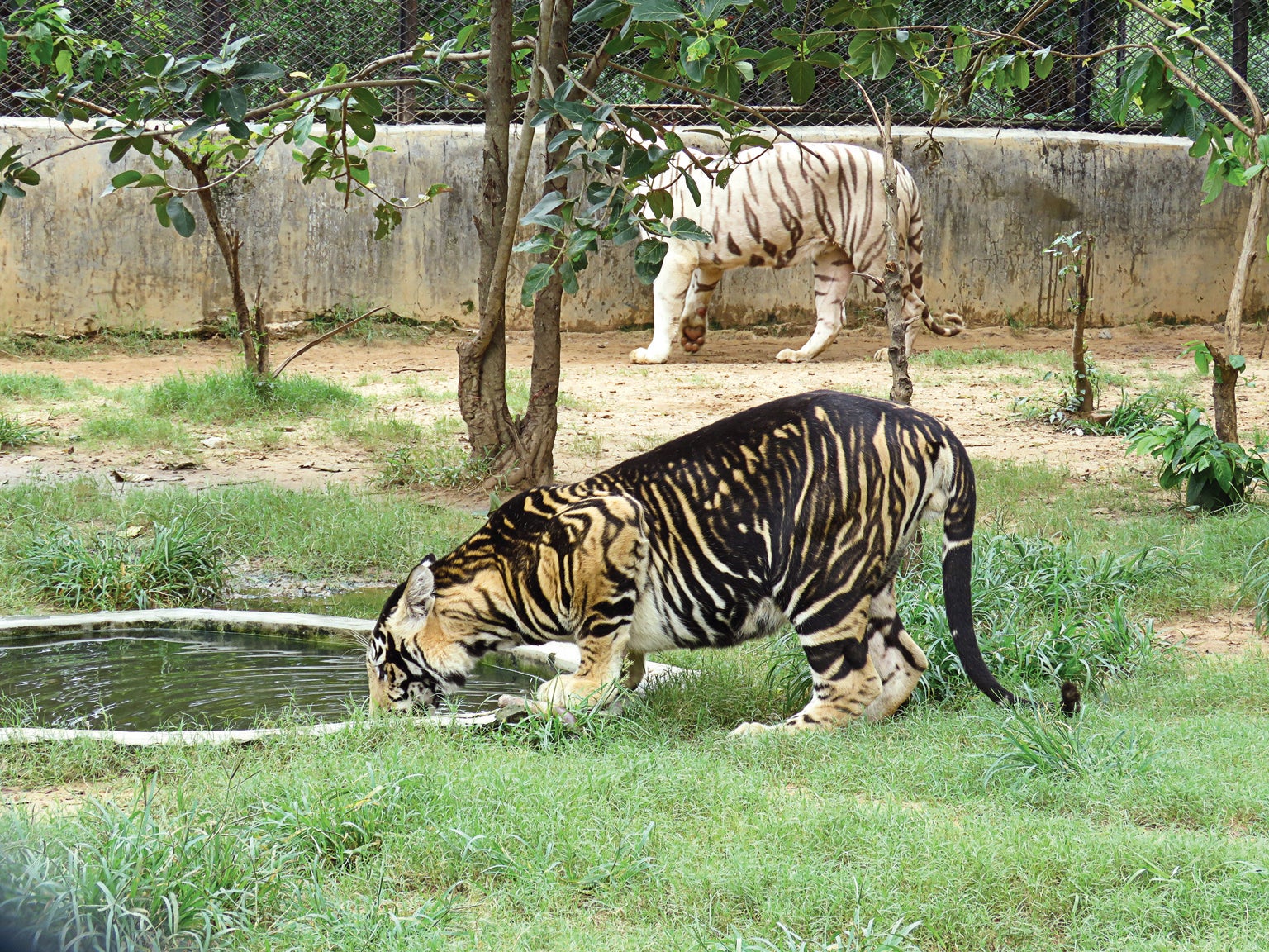Exquisite unusual 'black tigers' caught on camera in India