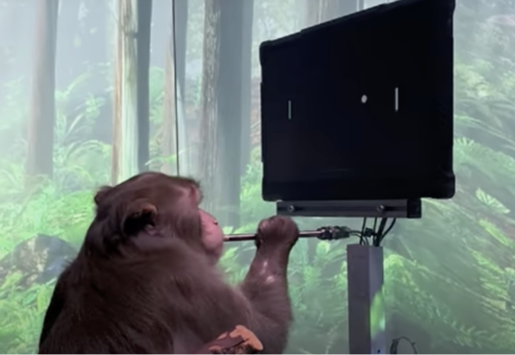 Neuralink : 15 monkeys die in trial for linking human brain to computer