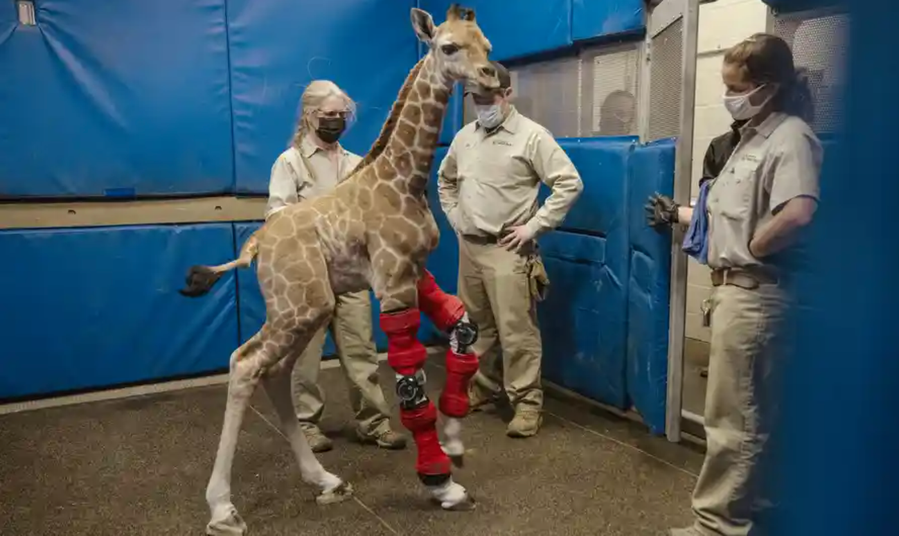 Baby giraffe with a bone disorder gets modified leg braces designed for ...