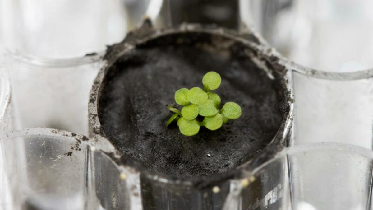 Scientists successfully grow plants in moon soil for the first time