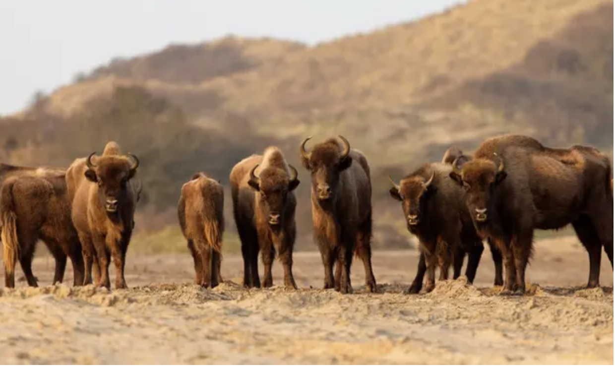 Wild bison return to the UK for first time in thousands of years ...