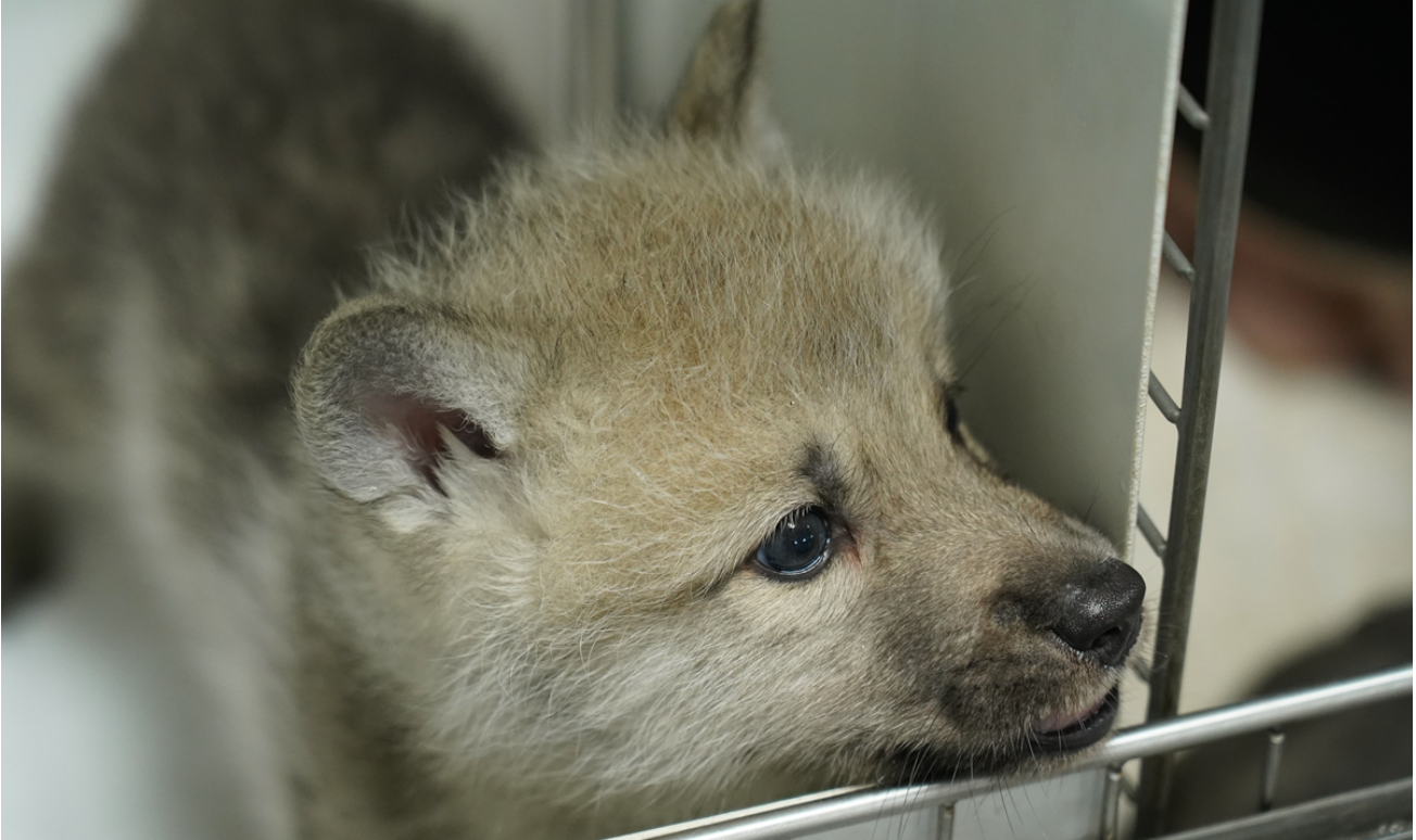 Scientists in China create the world’s first cloned wild Arctic wolf ...
