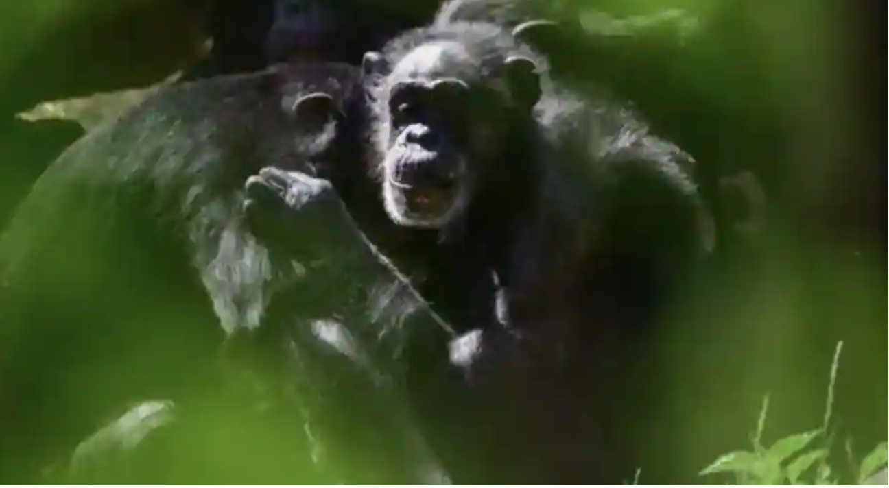 Wild chimpanzees show objects to others, just like humans to grab ...