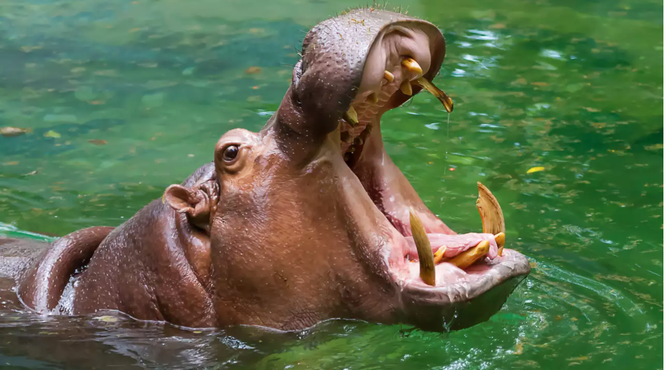 2-yr-old kid swallowed by hippo, later spat out alive in Uganda; pic ...