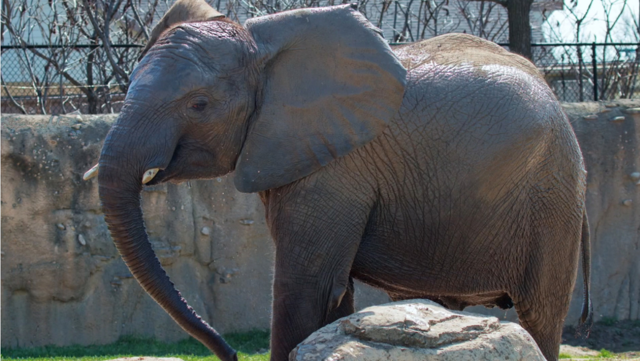 Breezy Explainer: Is artificial insemination the future of zoo breeding ...