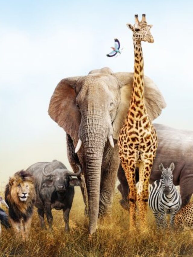 How animals play crucial role in maintaining a healthy environment ...