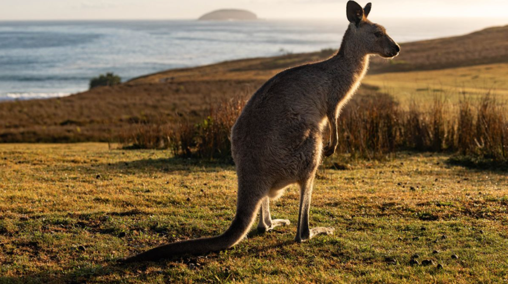 Scientists have warned of 'catastrophic' consequences for the kangaroo ...