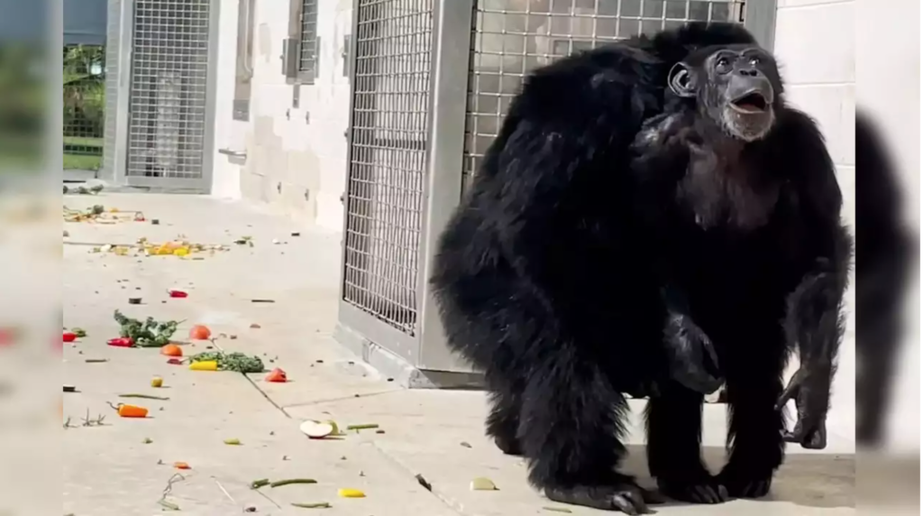 Watch: Chimpanzee caged for her entire life sees sky for the 1st time ...
