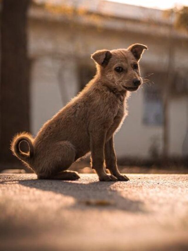 Reasons why you should adopt an indie dog - BreezyScroll