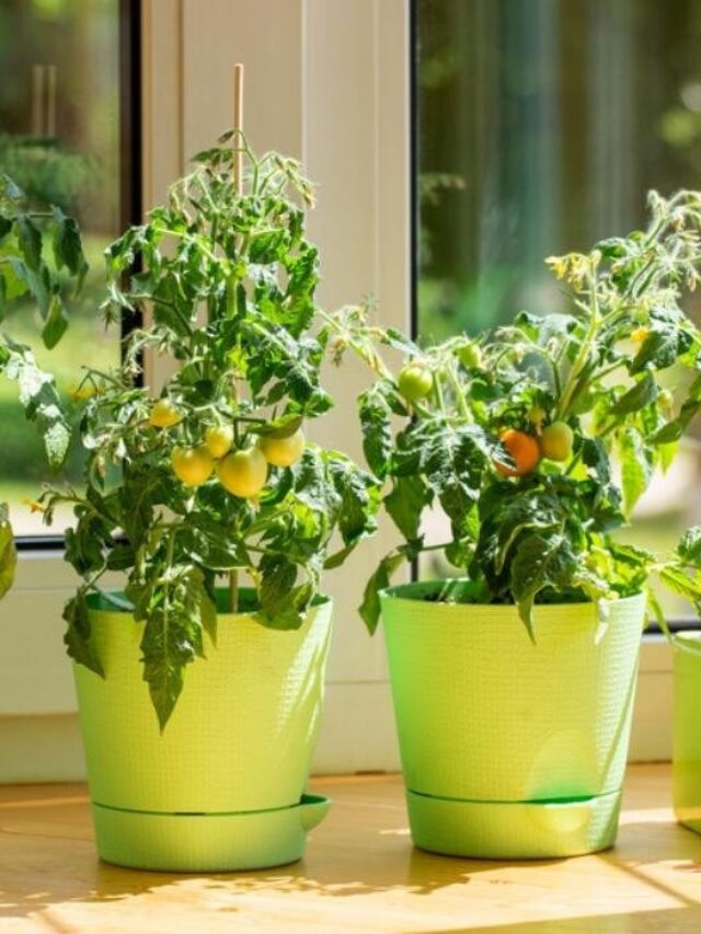 8 easy-to-grow vegetables for your kitchen garden - BreezyScroll
