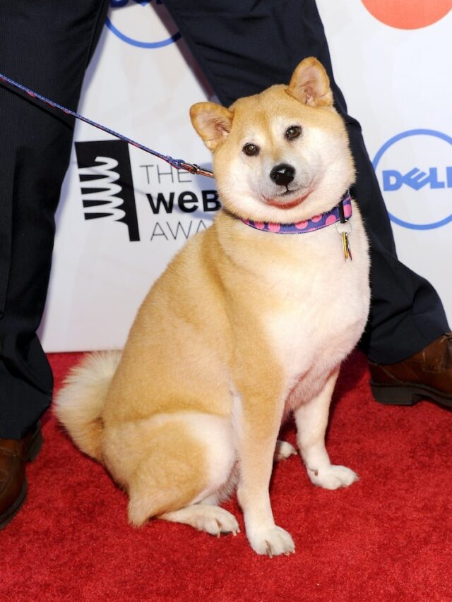 Is Cheems Dog Dead? What Happened To The Viral Doge Meme Dog ...