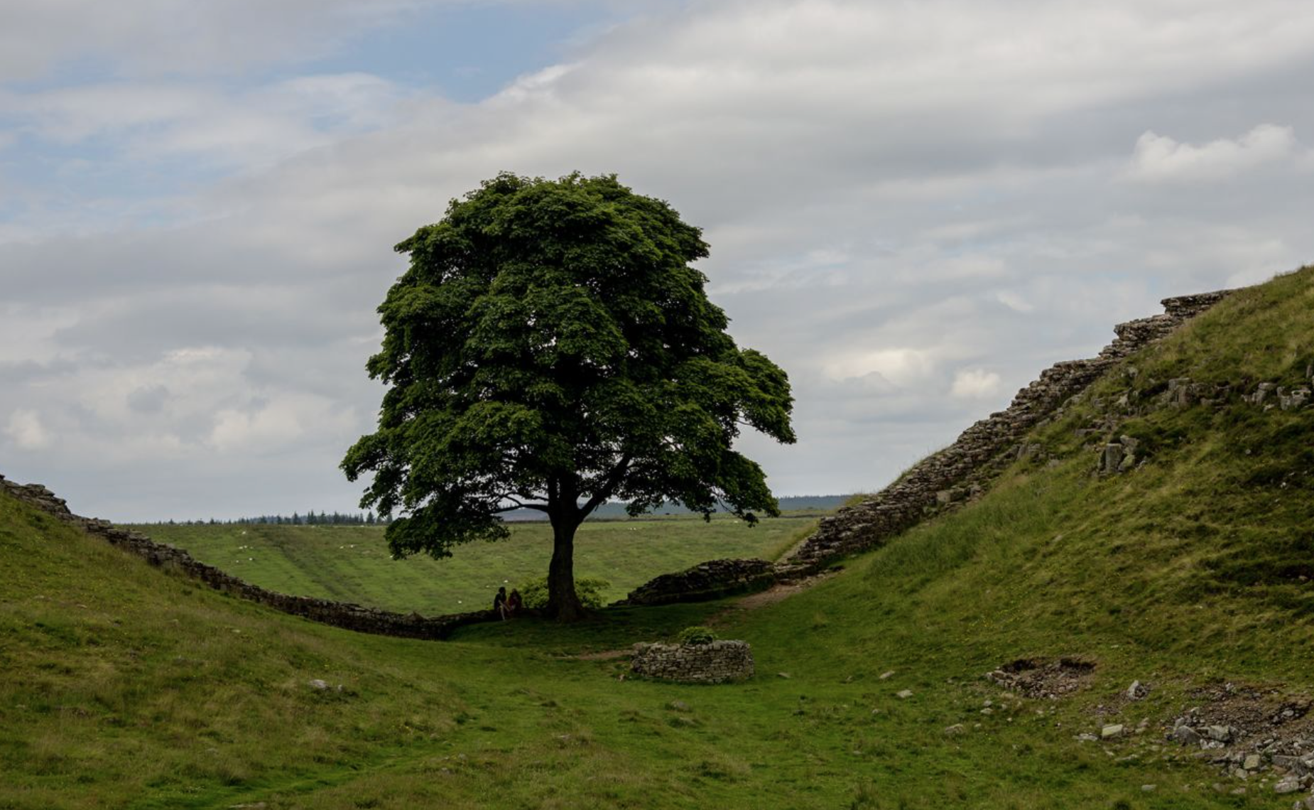England: Teenager arrested over ‘deliberate’ felling of famous Sycamore ...