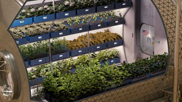 Food production in space: What is NASA's Veggie project? - BreezyScroll