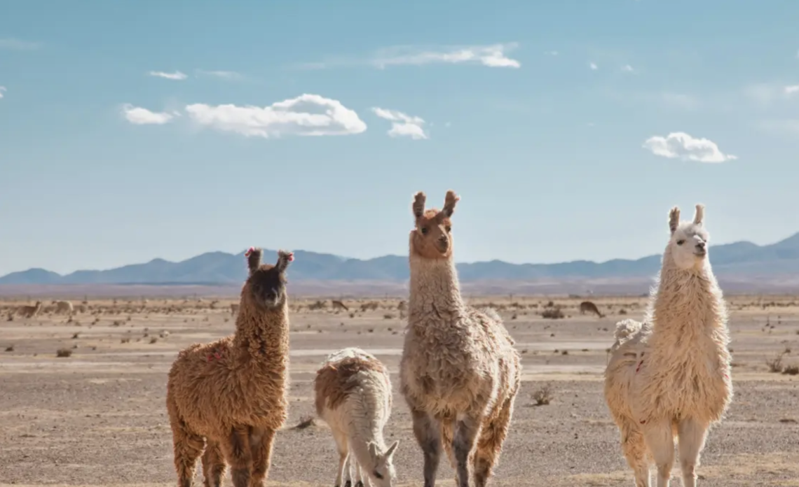 Llama poop helped save the soil left behind by glacial melt: Study ...