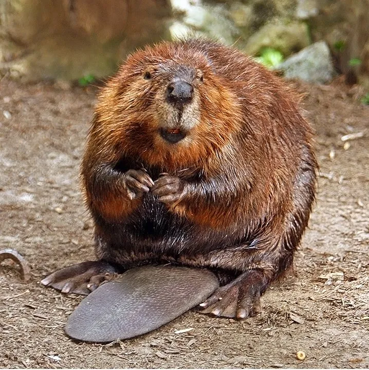 Study reveals Beavers were on food menu for early humans - BreezyScroll