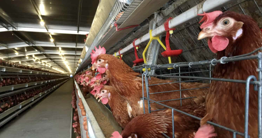 A rare human case of bird flu identified in Texas- Know the symptoms ...