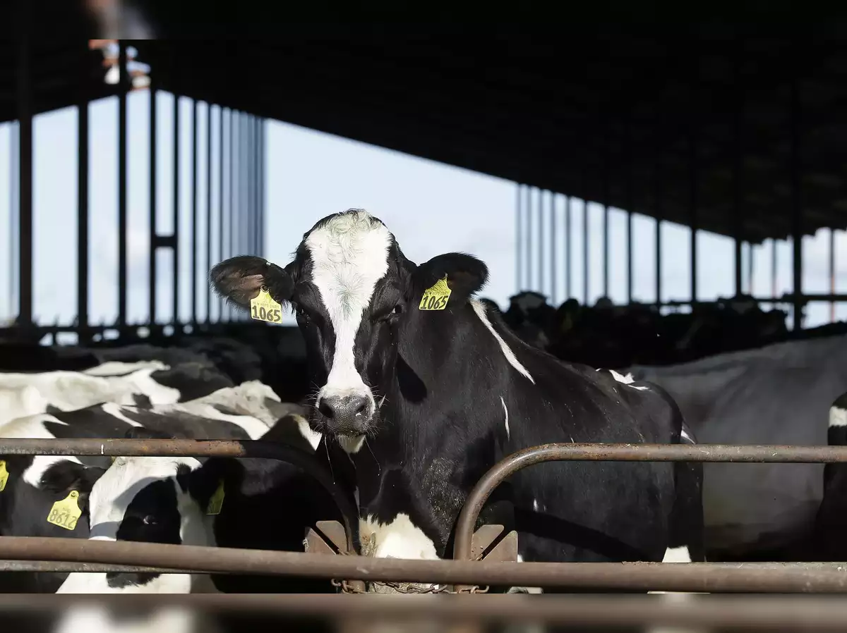 Bird Flu Risk: Experts caution against unpasteurized milk consumption ...