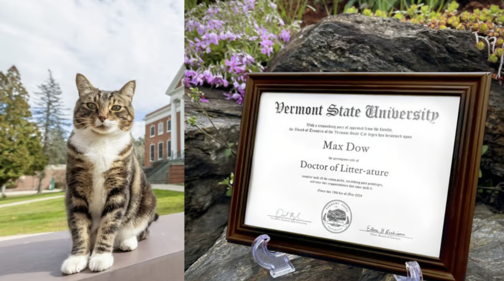 Cat receives honorary degree from Vermont State University's Castleton ...