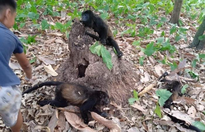 Extreme heat leads to Howler monkeys 'dropping dead' in Mexico ...