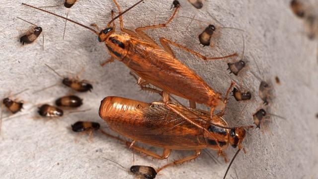 Modern cockroaches' origin revealed by genomic analysis - BreezyScroll