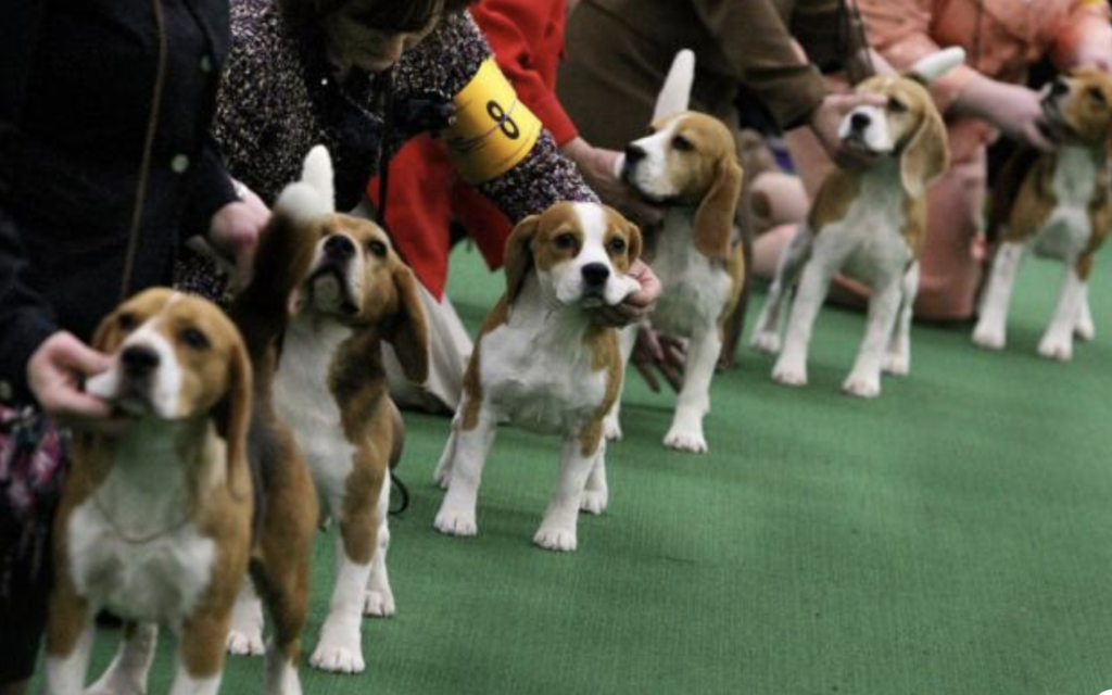 Virginia dog breeder fined $35 million after 4,000 beagles rescued ...