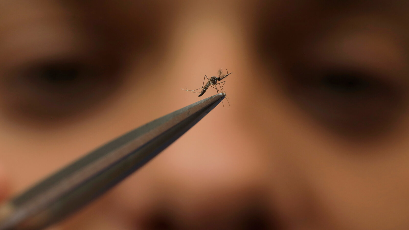 Dengue outbreak in New York and New Jersey: Symptoms, prevention and ...