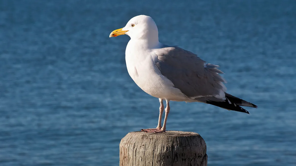 NJ man arrested for ripping seagull’s head off after it tried to steal ...