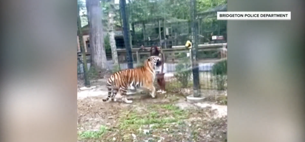 Watch: Woman narrowly escapes tiger attack after climbing fence at New ...