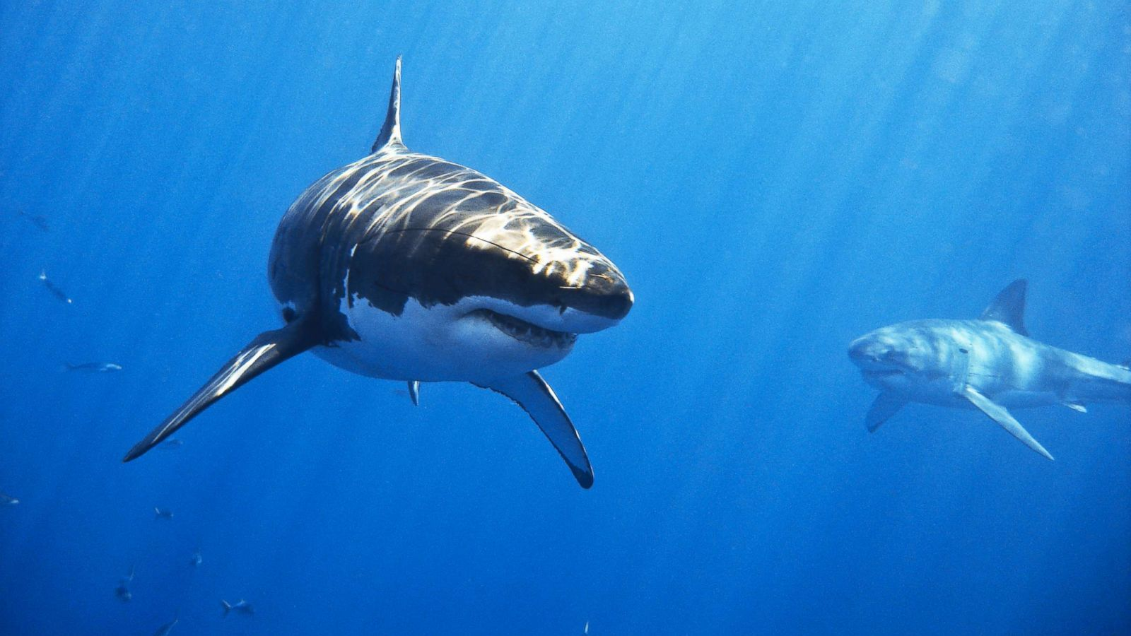 Meet Deep Blue: The rarely sighted world's largest great white shark ...