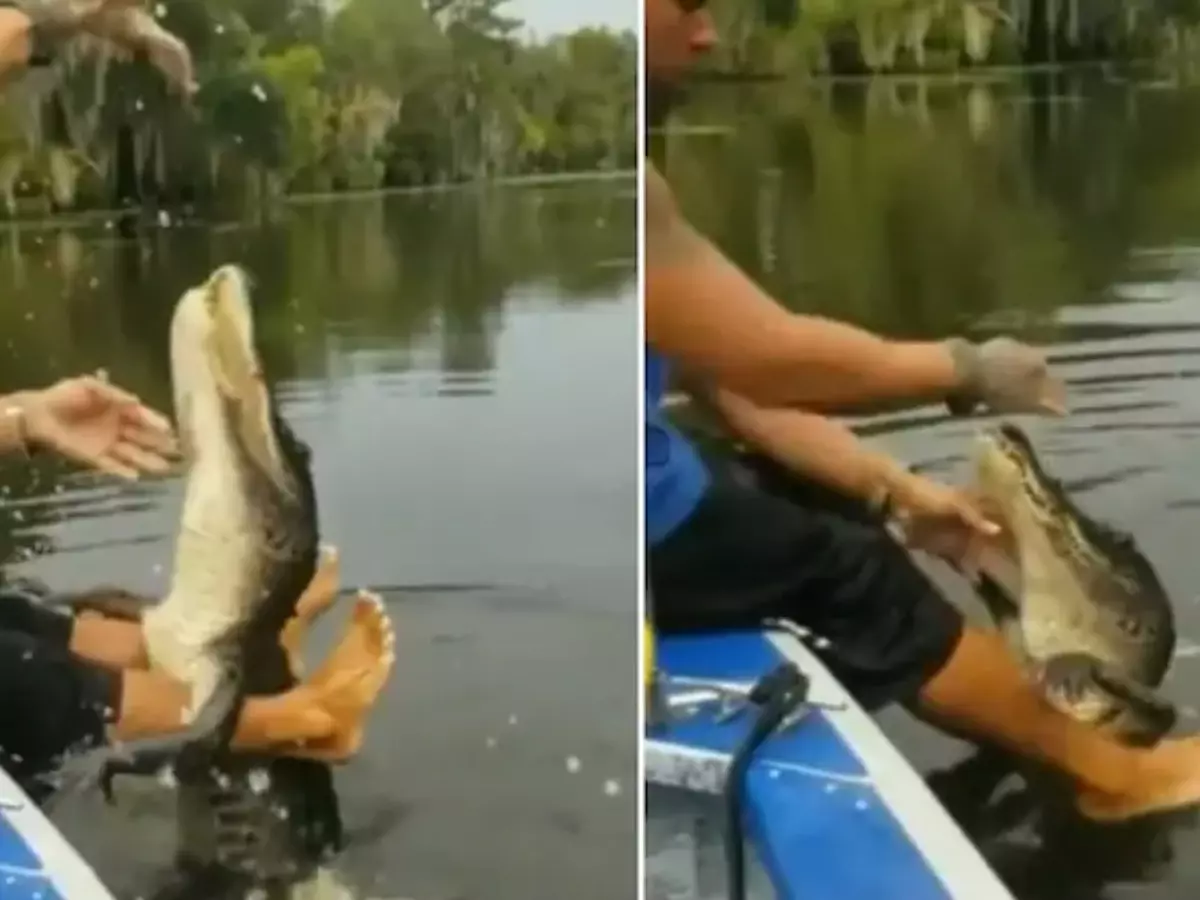 Watch: Viral video of man feeding giant alligator by hand sparks debate ...