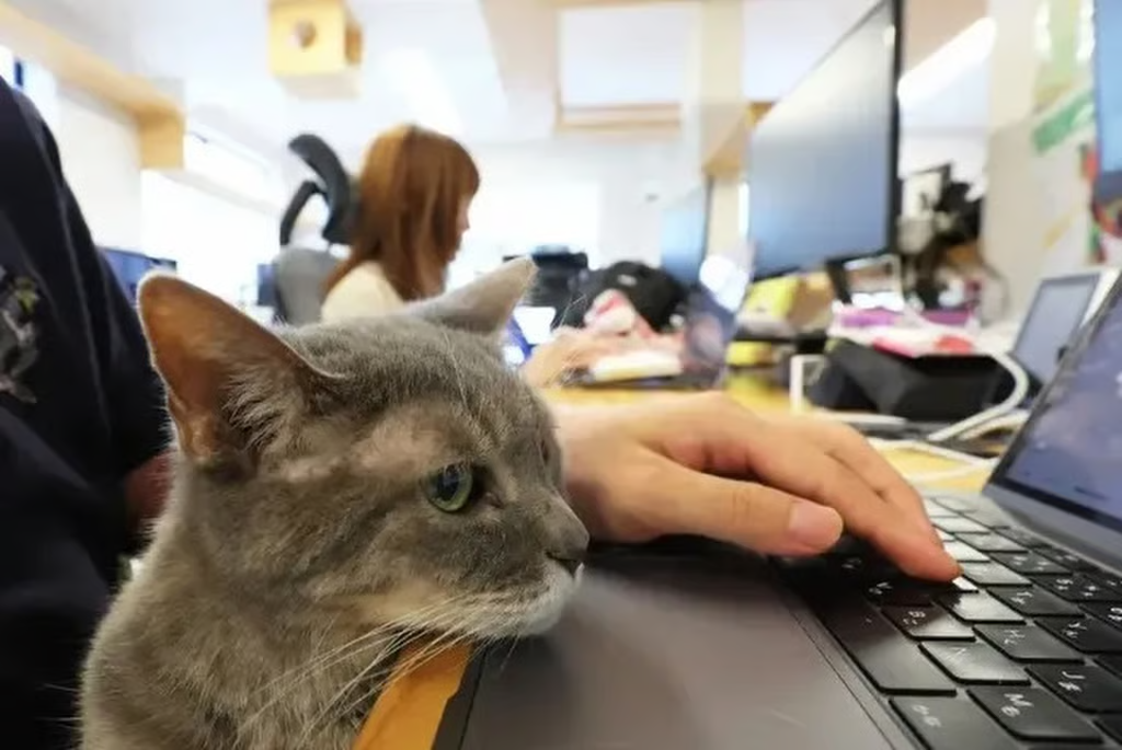 Japanese company employs cats with official titles, including a ...