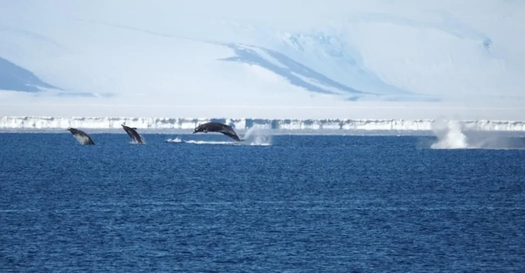 Rare sea creatures with ‘remarkable’ diving abilities spotted in ...