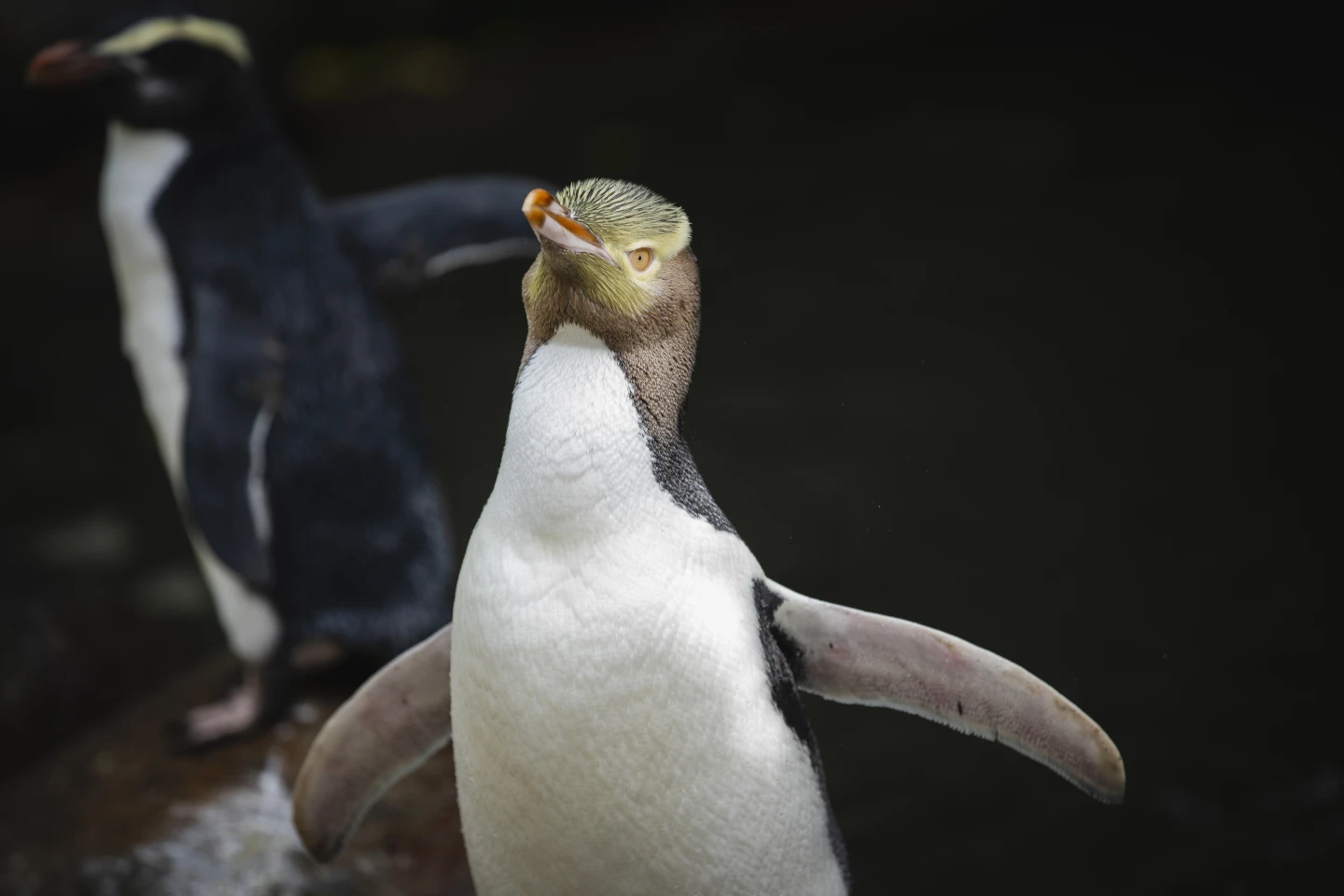Shy yellow-eyed penguin crowned winner of New Zealand’s bird election ...