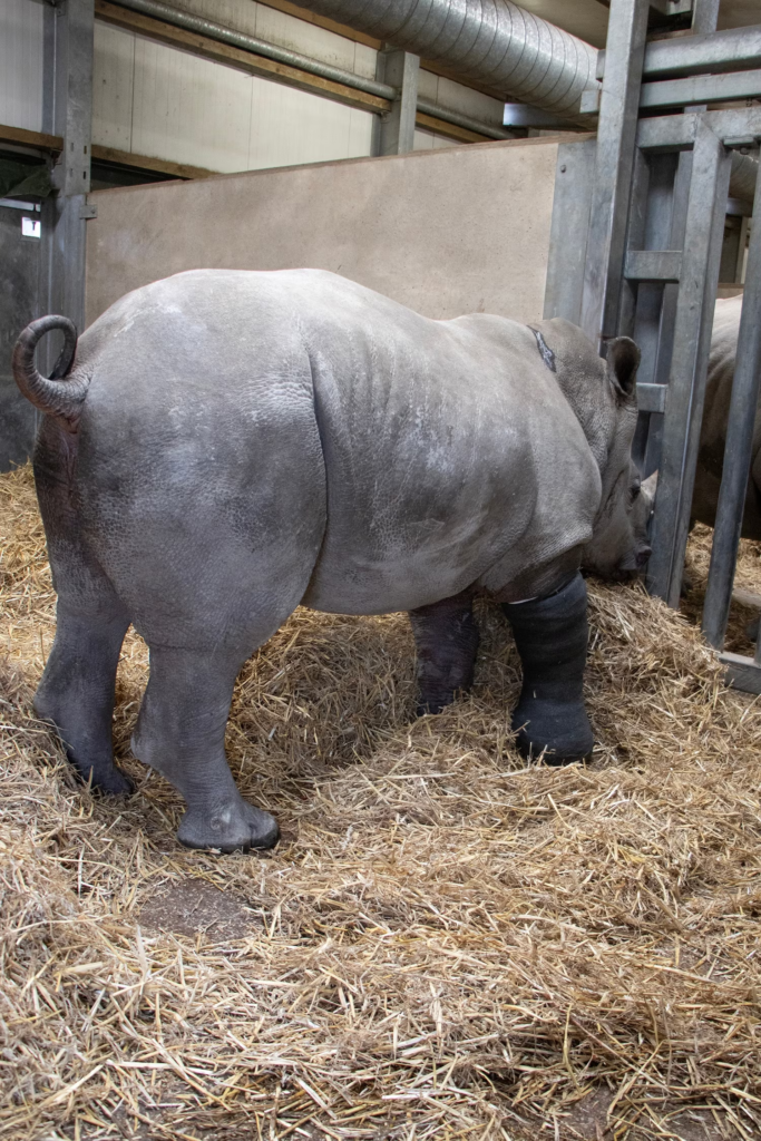 Groundbreaking surgery: UK vets successfully fix rhino’s broken leg in ...