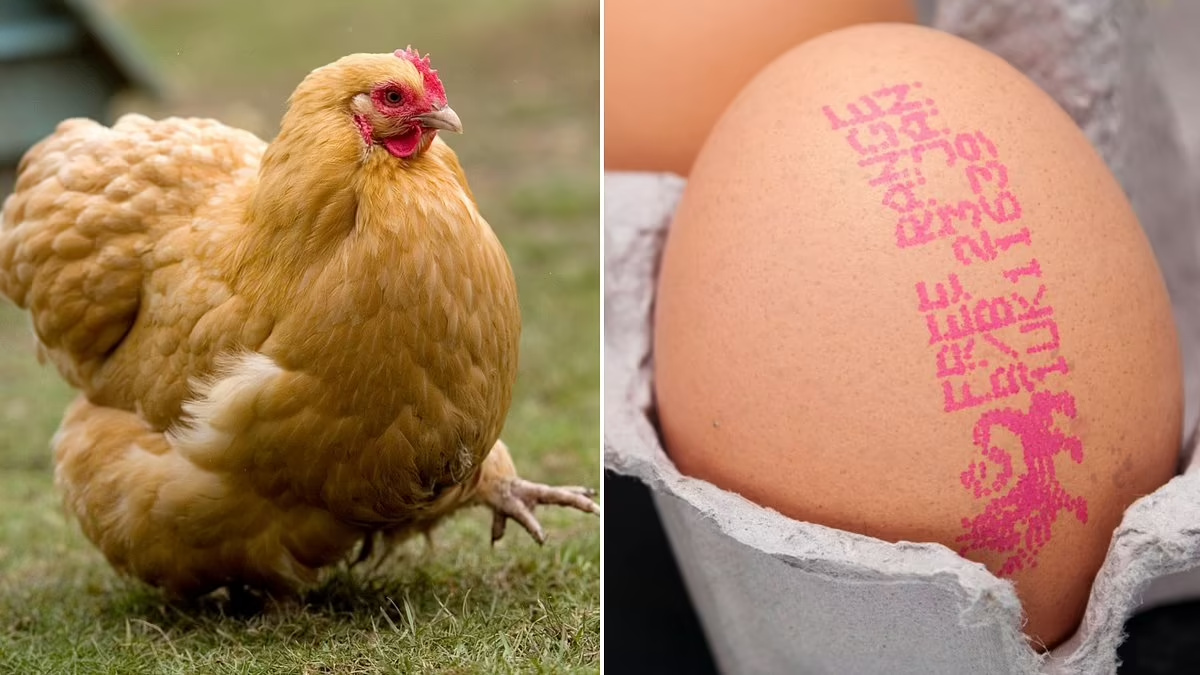 What came first? Chicken-or-egg debate finally cracked by scientists ...