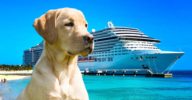 First ever dog-friendly cruise to set sail from Tampa in 2025 ...