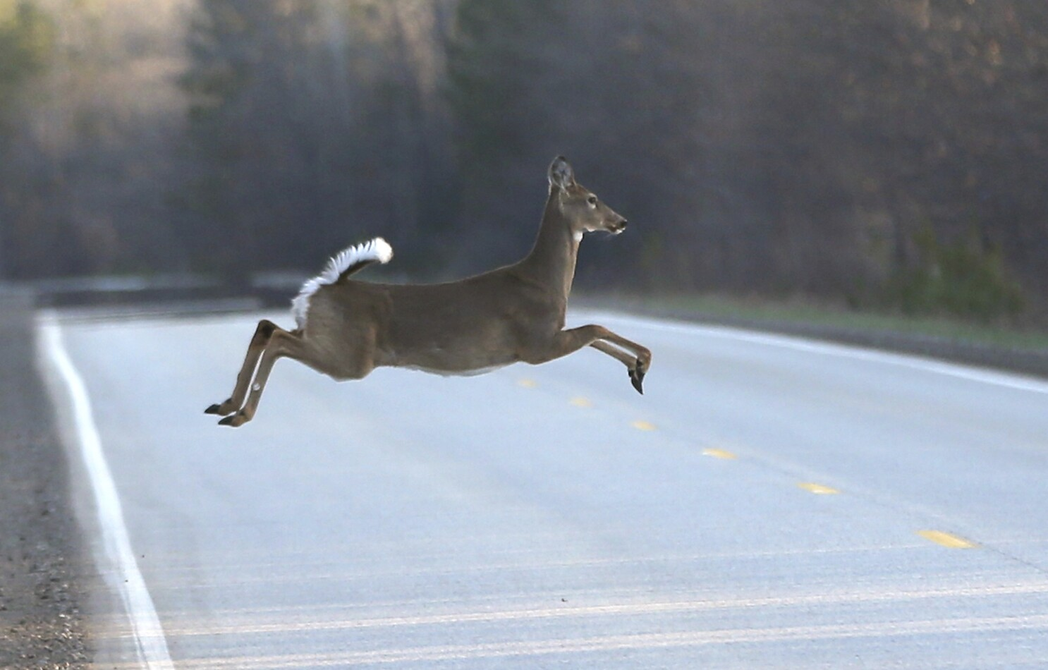 Why are Michigan deer hunters dying this season? Expert explains causes ...