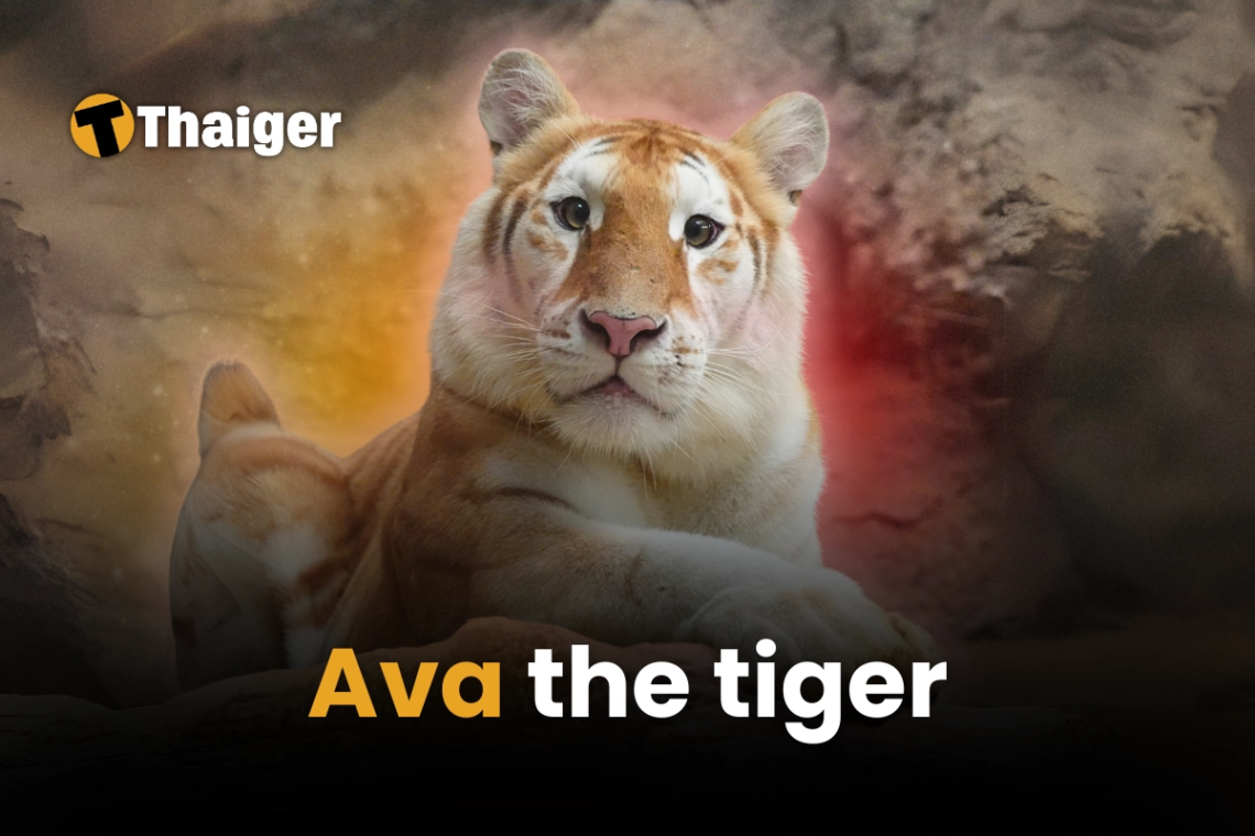 Meet golden tiger Ava: Thailand's newest social media sensation ...