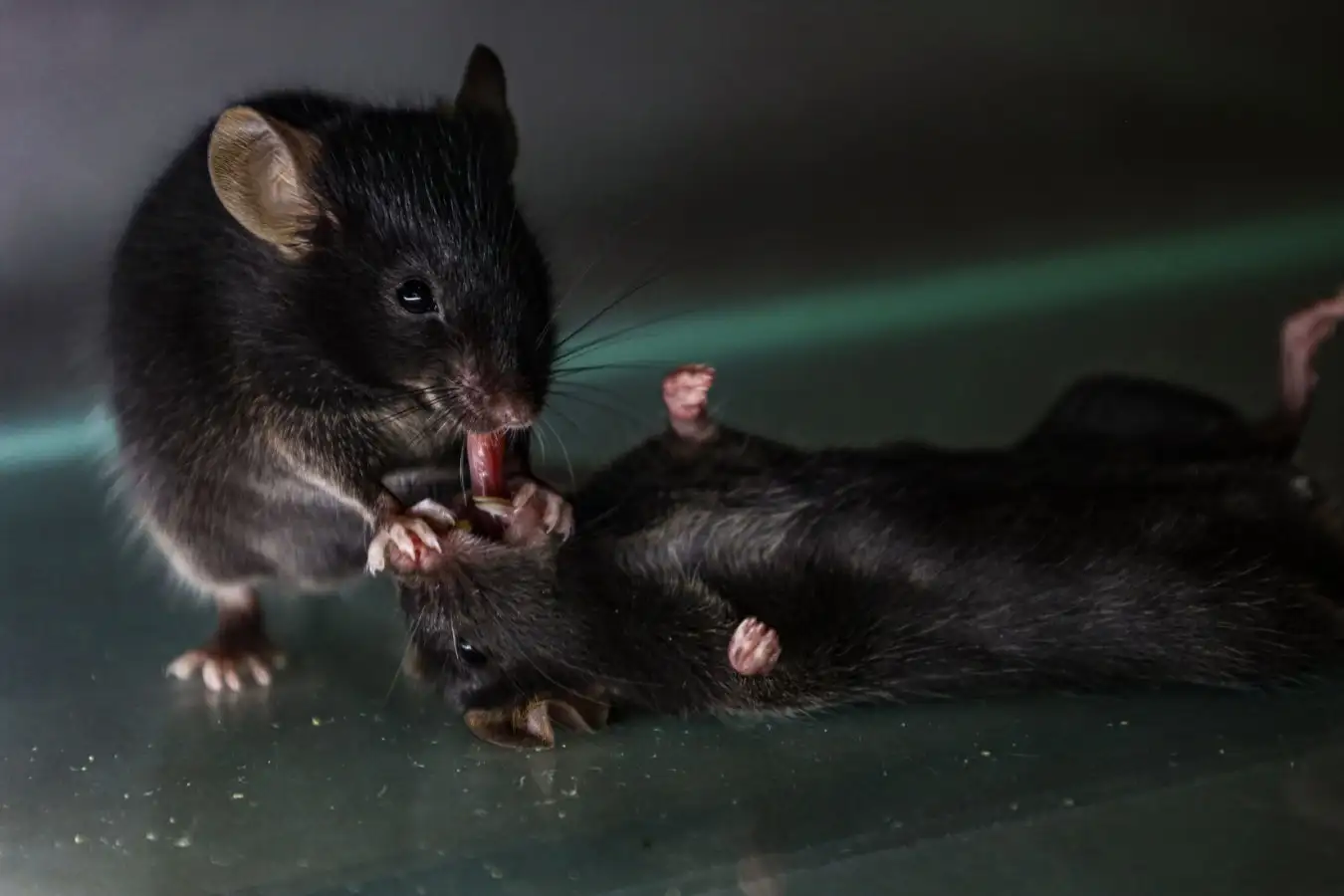 Lab mice appear to offer ‘first aid’ care to injured companions: A ...