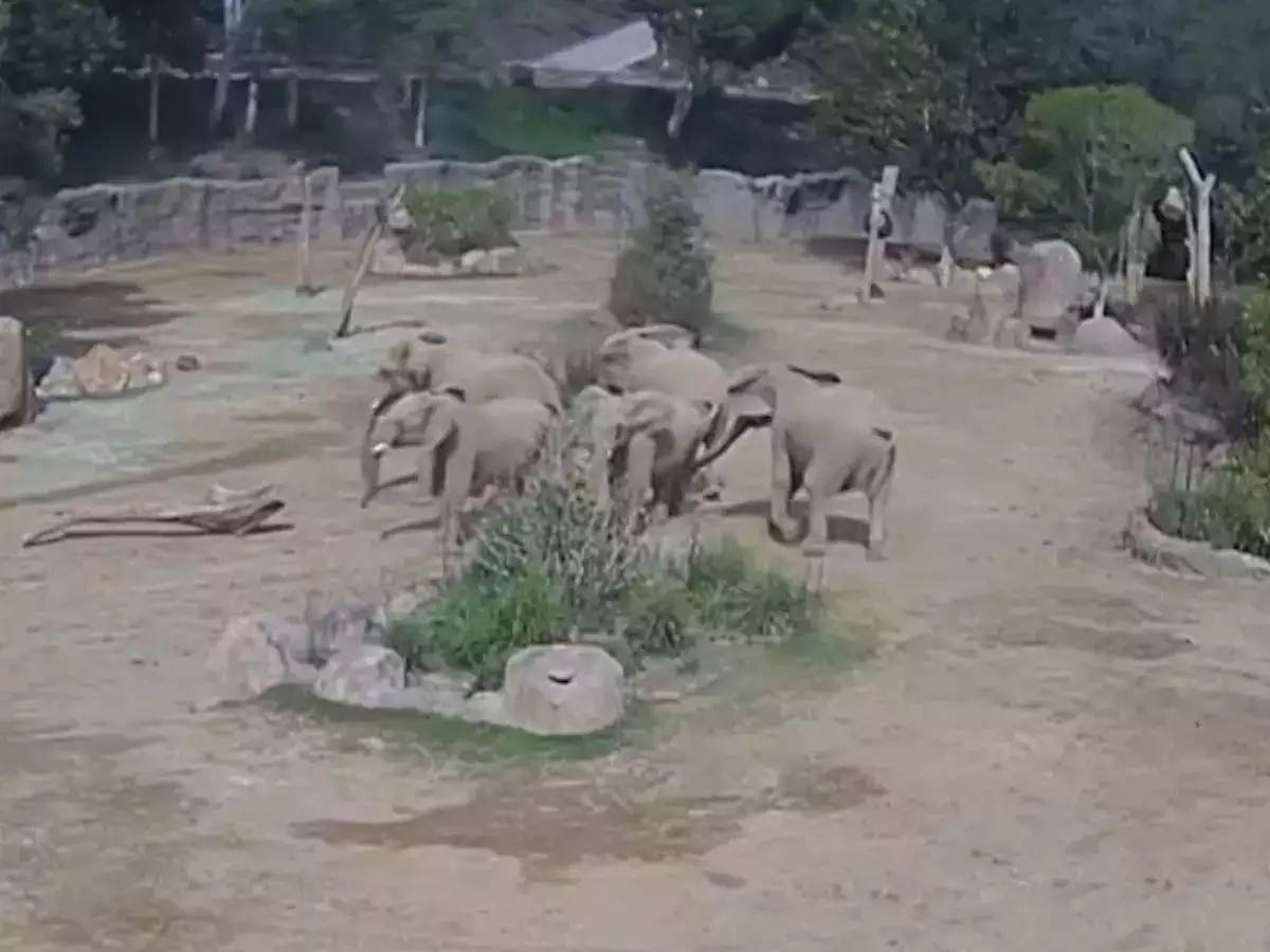Watch: Elephants at at San Diego Zoo form protective circle during ...
