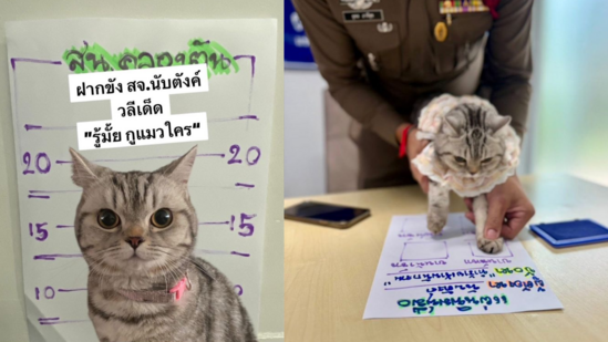 Cat "arrested" in Bangkok for biting cops; mugshot goes viral ...