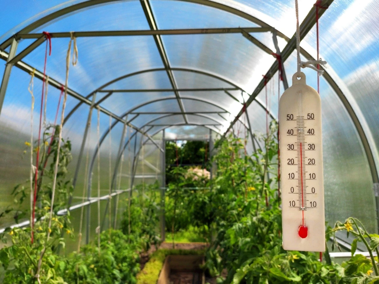 DIY Garden Cooling: 5 Tips To Protect Your Plants from the Heatwave ...