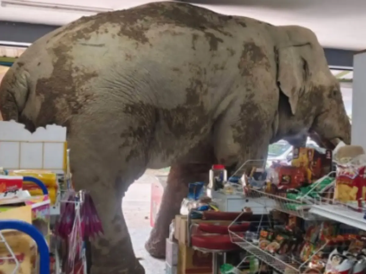 Watch: Infamous elephant strolls into Thai grocery store, grabs snacks ...