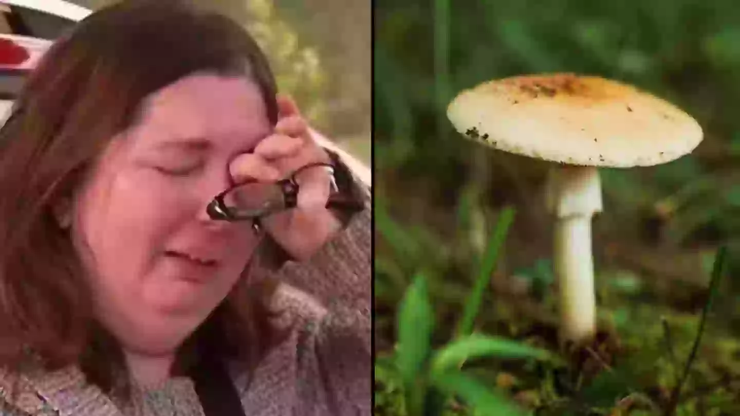 Death Cap Mushroom: Symptoms, Toxicity & the Erin Patterson Case ...