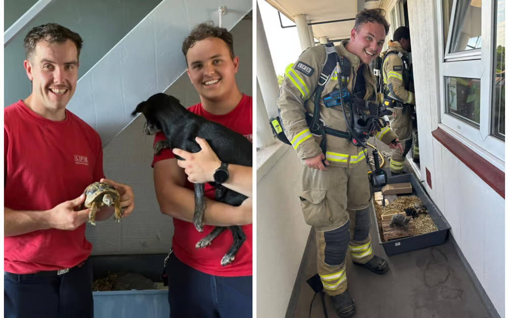 Tortoise Starts Fire in London Flat: Fire Safety Alert